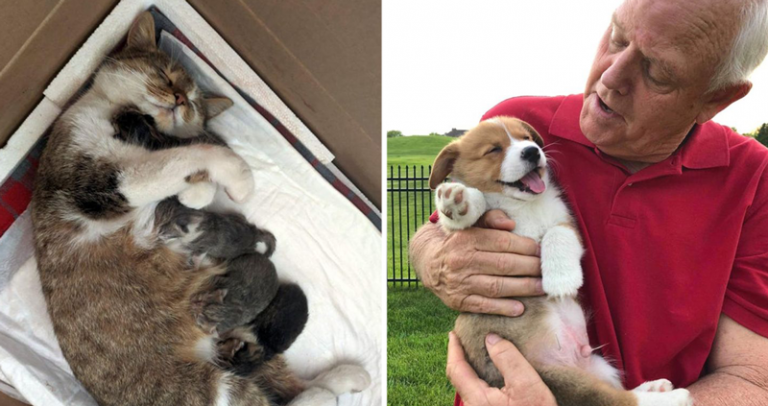 Home 01 – CatDumb – แคทดั๊มบ์ | เล่าเรื่องน่าสนใจ ในแบบที่แมวก็เข้าใจง่ายๆ