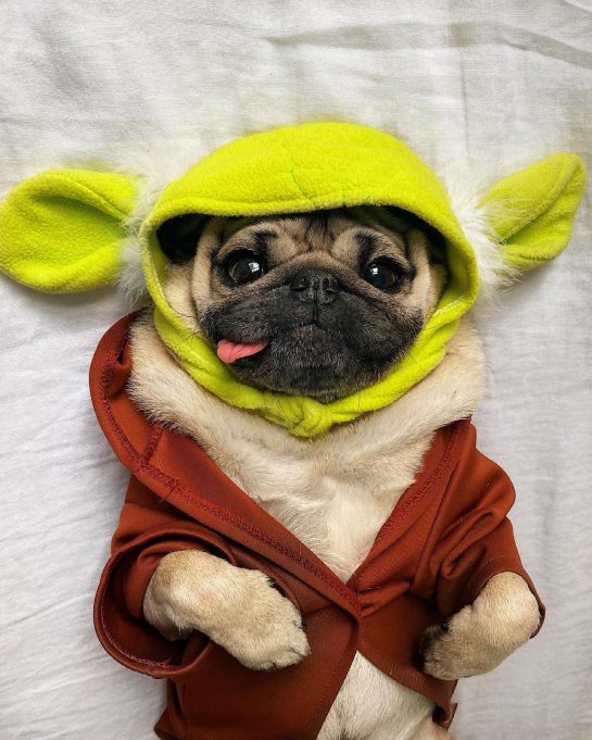 ขอพาทุกคนพบกับ Doug The Pug น้องปั๊กผู้พากย์เสียง ‘มอนชิ’ ใน Mitchells ...