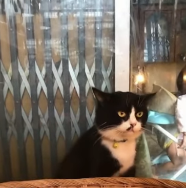 2 – CatDumb – แคทดั๊มบ์ | เล่าเรื่องน่าสนใจ ในแบบที่แมวก็เข้าใจง่ายๆ