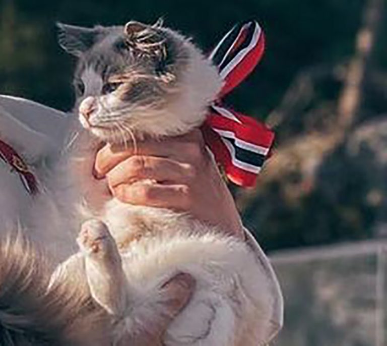 Alan Walker โพสต์ภาพคู่เจ้าเหมียวสุดที่รัก ชาวเน็ตเมนต์กันใหญ่ แต่ “ทรง ...