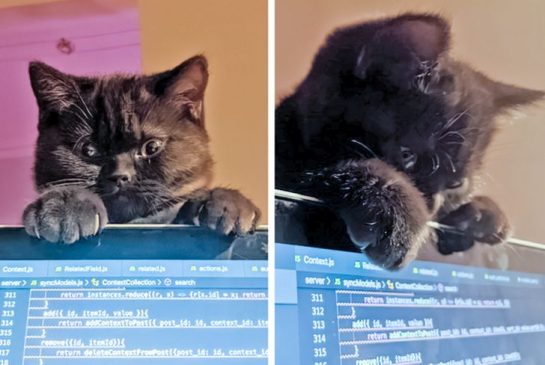 20 ภาพของ “สัตว์เลี้ยงแสนน่ารัก” ที่บ่งบอกว่าพวกมันรัก “ครอบครัว” มากแค่ไหน – CatDumb – แคทด ...