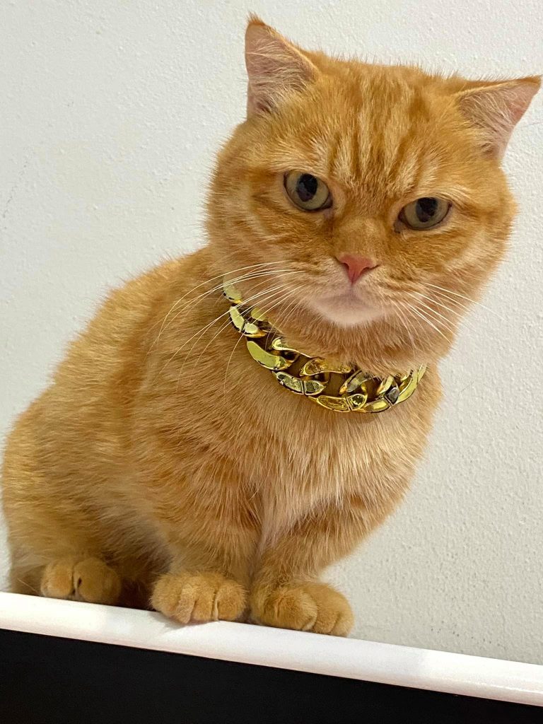 รู้จักกับ “ต้วมเตี้ยม” หัวหน้า “แก๊งขาสั้น” ผู้มโนว่าตัวเองเป็นพญาเสือ – CatDumb – แคทดั๊มบ์ ...