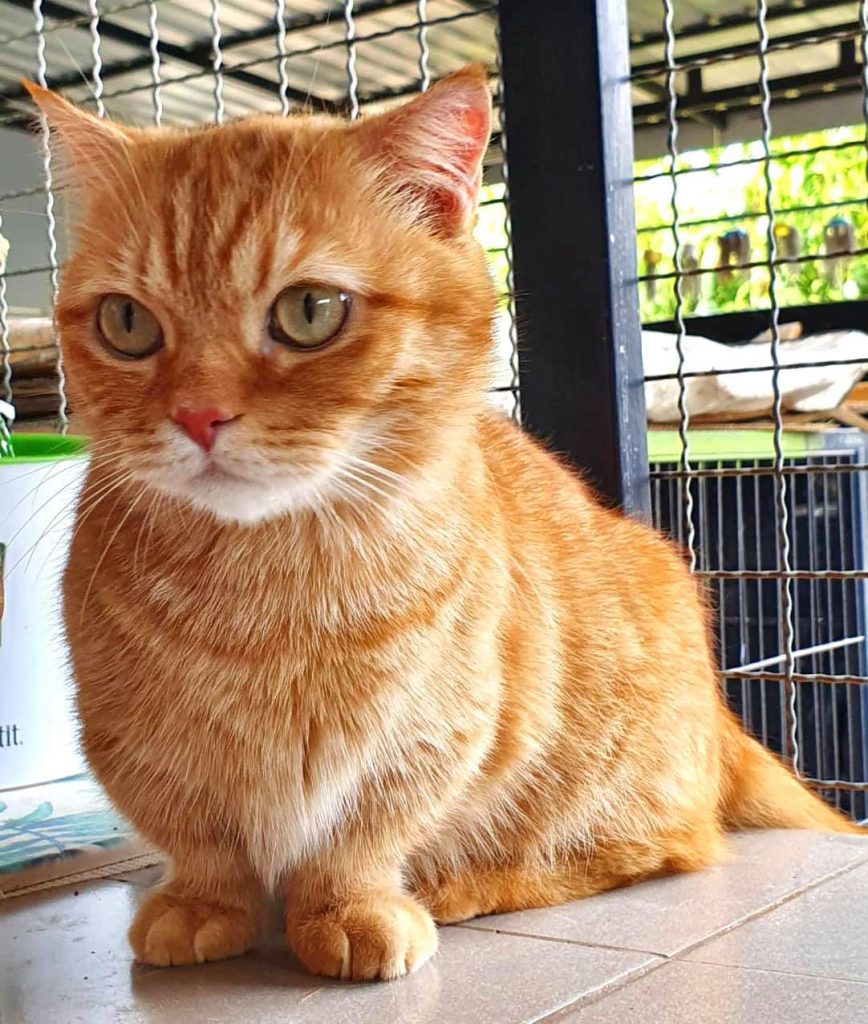 รู้จักกับ “ต้วมเตี้ยม” หัวหน้า “แก๊งขาสั้น” ผู้มโนว่าตัวเองเป็นพญาเสือ – CatDumb – แคทดั๊มบ์ ...