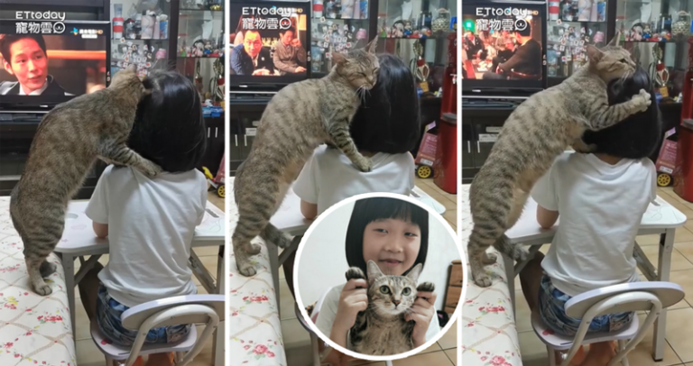 เหมียวคลอเคลียหัวน้องสาวไม่ยอมหยุด ชาวเน็ตถาม ใช้แชมพูอะไรอะ?? – CatDumb – แคทดั๊มบ์ | เล่า ...