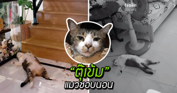 ทาสคิดว่าแมวของเธออาจทำอะไรนอกจากนอนบ้าง จึงติดกล้องแอบดู สิ่งที่เห็นคือ… – CatDumb – แคทดั๊มบ์ ...