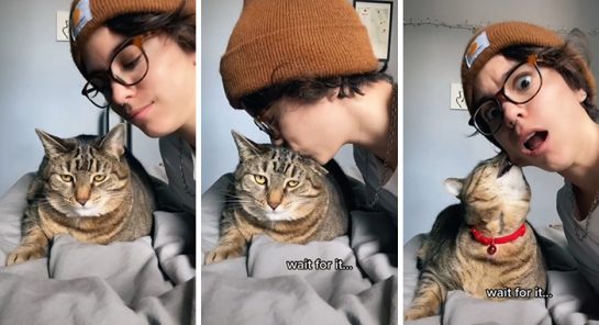 รวมภาพเทรนด์ฮิต TikTok “จูบหัวสัตว์เลี้ยง แล้วดูว่าพวกมันจะมีปฏิกิริยาอย่างไร” – CatDumb – แคทด ...