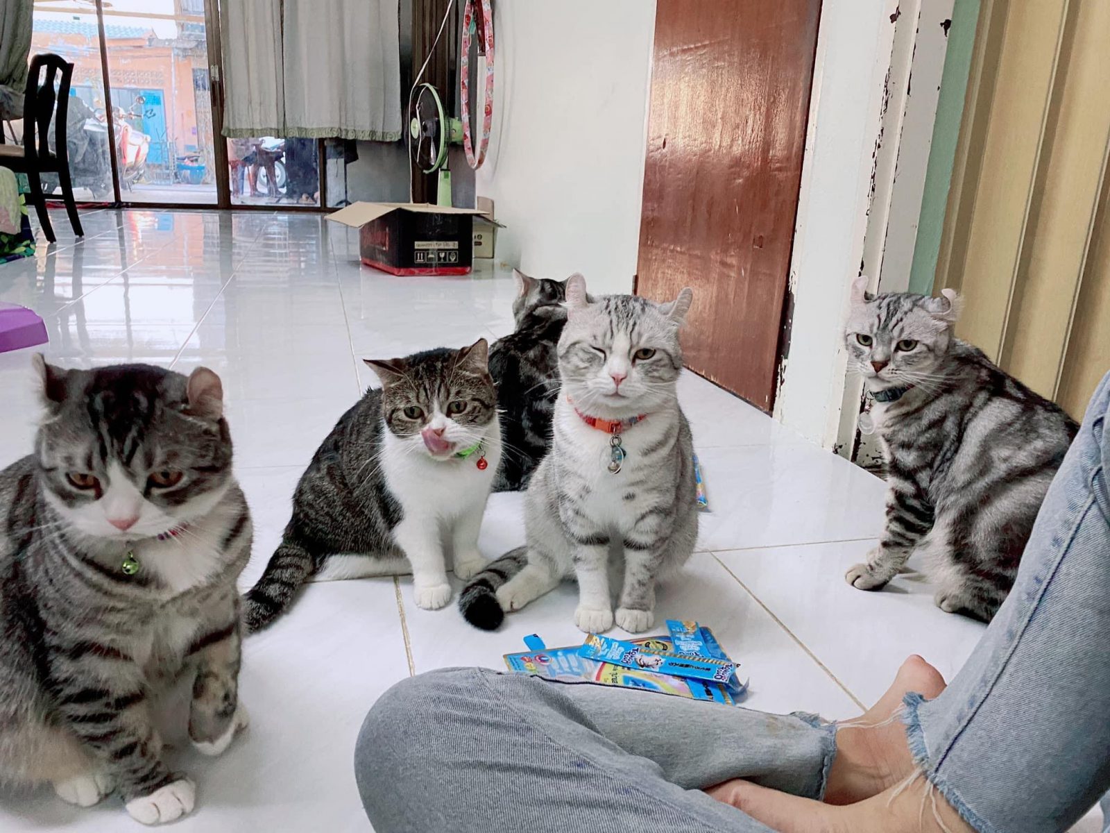 “ท่านเคิร์ท” เหมียวจอมดราม่าผู้มีความฉลาดเกินแมว ยืนหนึ่งเรื่องบีบน้ำตา ...