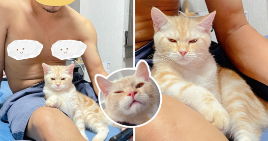 “ส้มฉุน” แมวจอมแสบ ขยันสร้างวีรกรรมให้แม่ชมไม่ขาดปาก ล่าสุดแย่งผัวแม่…!! – CatDumb – แคทดั๊มบ์ ...