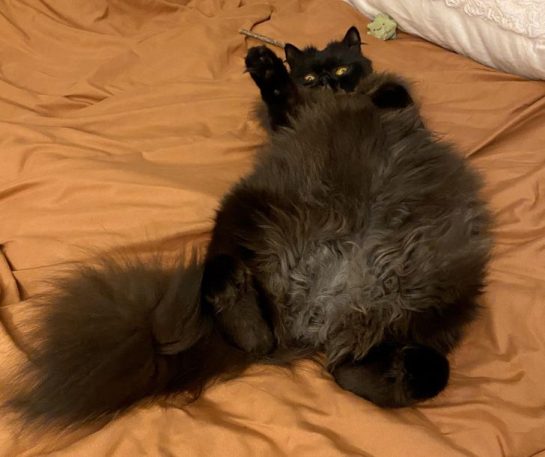 20 ภาพ “สัตว์เลี้ยงขนฟู” ที่ไม่ใช่ฟูธรรมดาแต่ “ฟู่ววววฟู” จนอดใจไม่ไหวที่จะกอด – CatDumb – แคทด ...