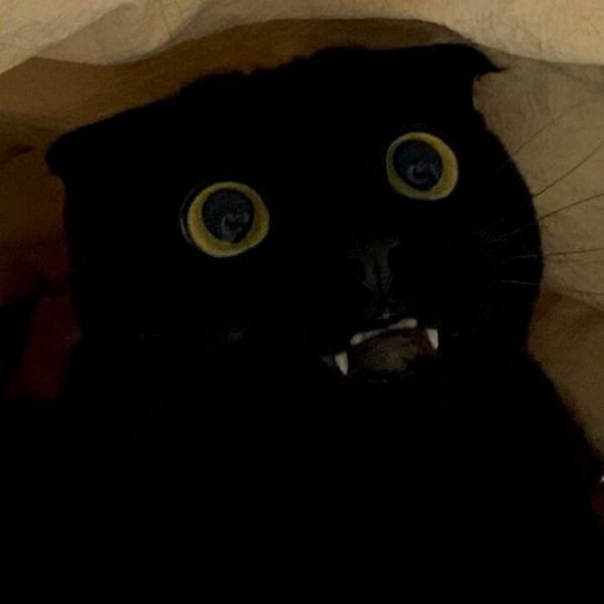 พบกับ “Meon Ji” แมวดำผู้น่ารัก ที่จะทำให้คุณตกหลุมรักแมวดำมากยิ่งขึ้น ...