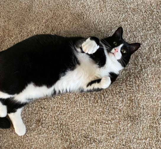 “Craig” แมวแสนดี ไปส่งน้องสาวขึ้นรถโรงเรียนทุกเช้า ตกเย็นก็ไปรอรับเธอ ...