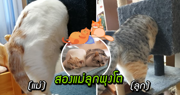 “แมวอ้วน”พุงติดปากถ้ำ แหกปากร้องขอให้ทาสช่วย…ตามรอยแม่ไม่มีผิดเพี้ยน – CatDumb – แคทดั๊มบ์ ...