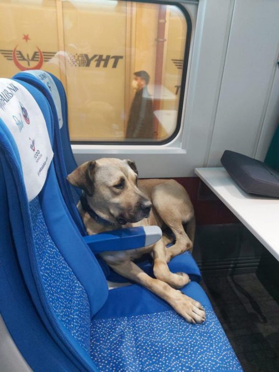 7 – CatDumb – แคทดั๊มบ์ | เล่าเรื่องน่าสนใจ ในแบบที่แมวก็เข้าใจง่ายๆ