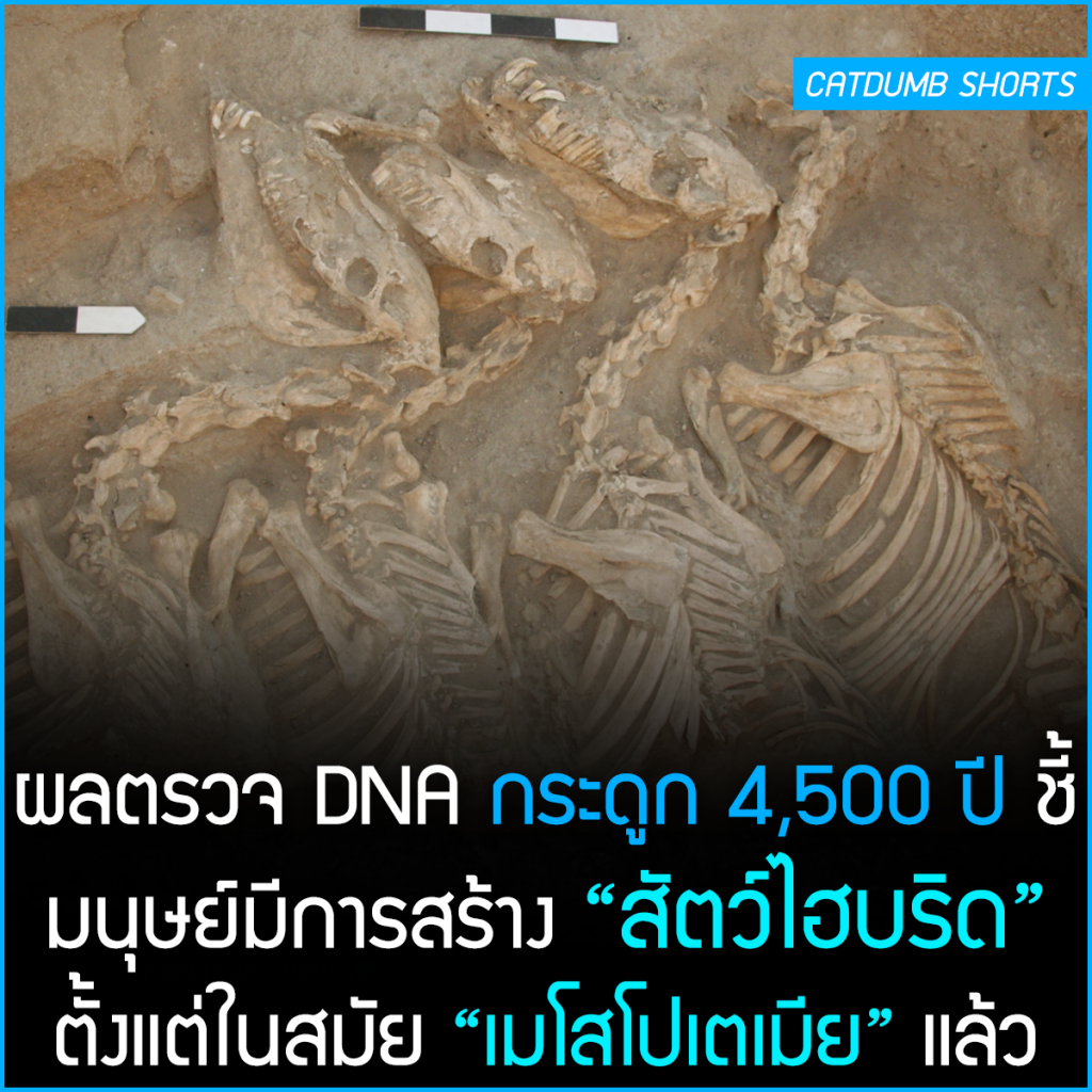 ผลตรวจ DNA กระดูก 4,500 ปี ชี้ มนุษย์มีการสร้าง “สัตว์ไฮบริด” ตั้งแต่ในสมัย “เมโสโปเตเมีย” แล้ว ...