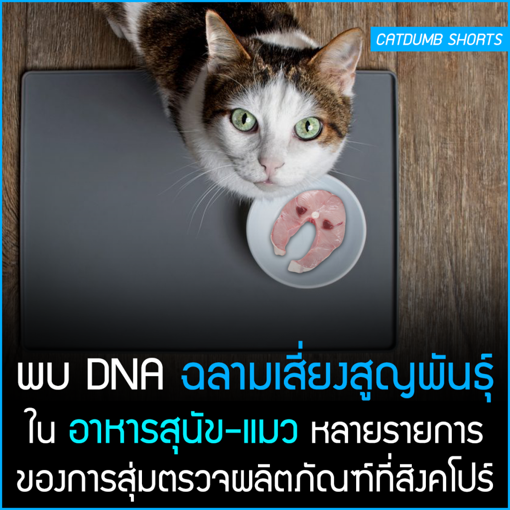พบ DNA ฉลามเสี่ยงสูญพันธุ์ ใน อาหารสุนัข-แมว หลายรายการ ของการสุ่มตรวจผลิตภัณฑ์ที่สิงคโปร์ ...