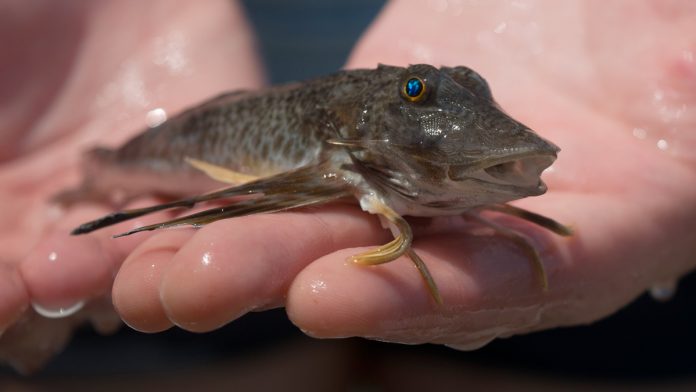 รู้จัก “Sea Robin” ปลาประหลาดที่มีทั้ง “ขา” และ “ปีก” เดินอยู่ใต้ทะเล ...