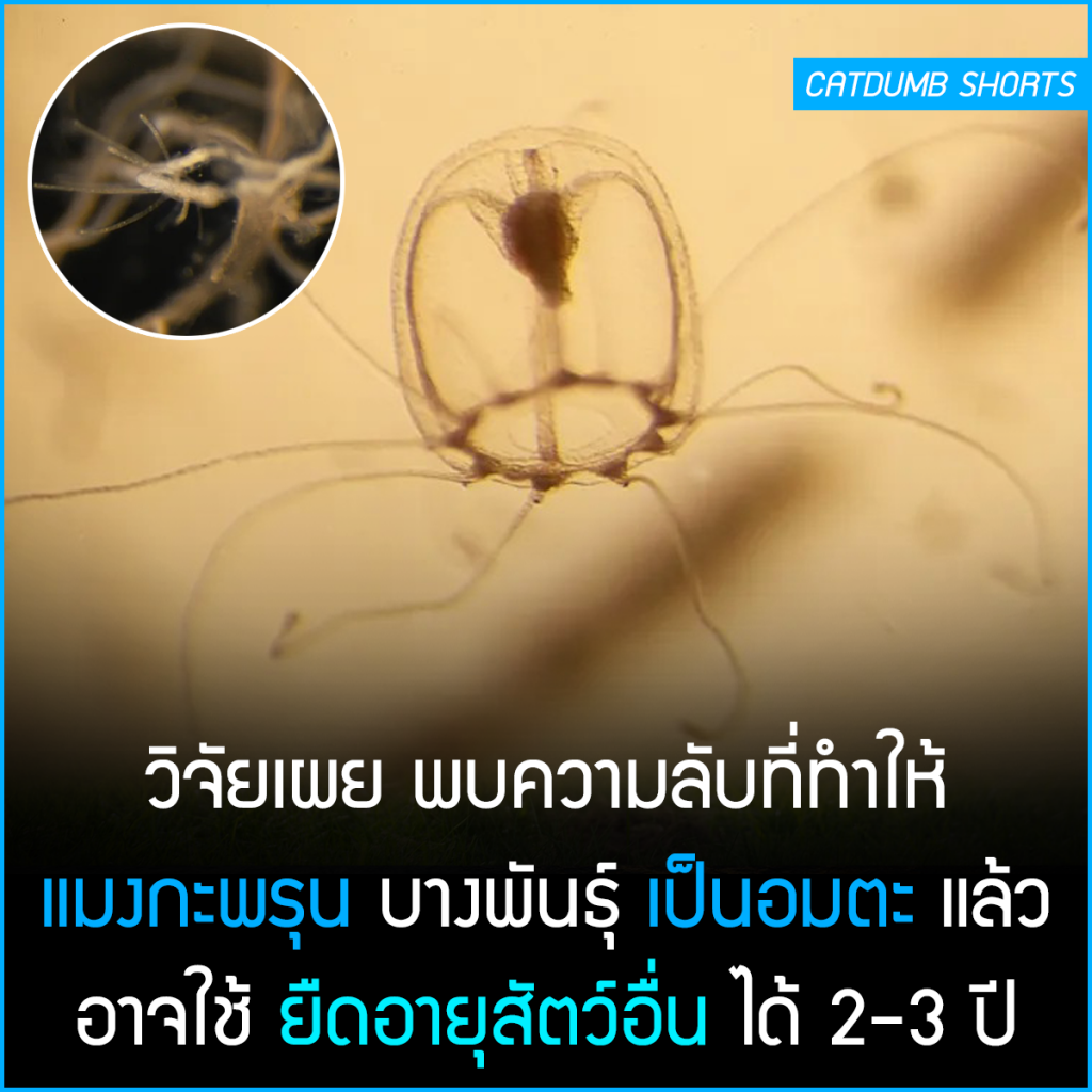 วิจัยเผย พบความลับที่ทำให้ แมงกะพรุน บางพันธุ์ เป็นอมตะ แล้ว อาจใช้ ยืดอายุสัตว์อื่น ได้ 2-3 ปี ...