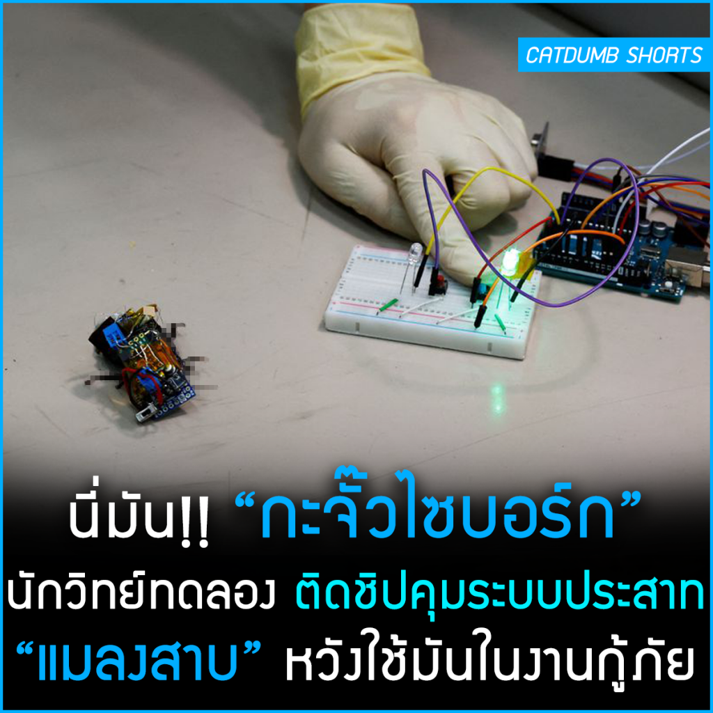 นี่มัน!! “กะจั๊วไซบอร์ก” นักวิทย์ทดลอง ติดชิปคุมระบบประสาท “แมลงสาบ” หวังใช้มันในงานกู้ภัย ...
