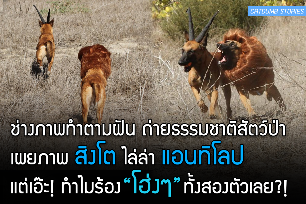 ช่างภาพทำตามฝัน ถ่ายธรรมชาติสัตว์ป่า เผยภาพ “สิงโต” ไล่ล่า “แอนทิโลป” แต่เอ๊ะ! ทำไมร้อง “โฮ่งๆ ...