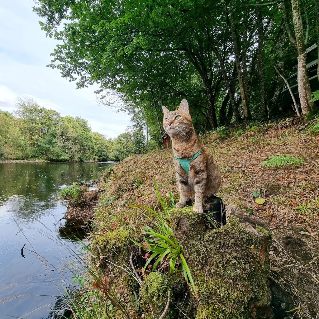 หนุ่มสกอตแบก “น้องแมว” เที่ยว 29 ประเทศ ตั้งเป้าเที่ยว 30 ประเทศเพื่อทำลายสถิติโลก – CatDumb ...