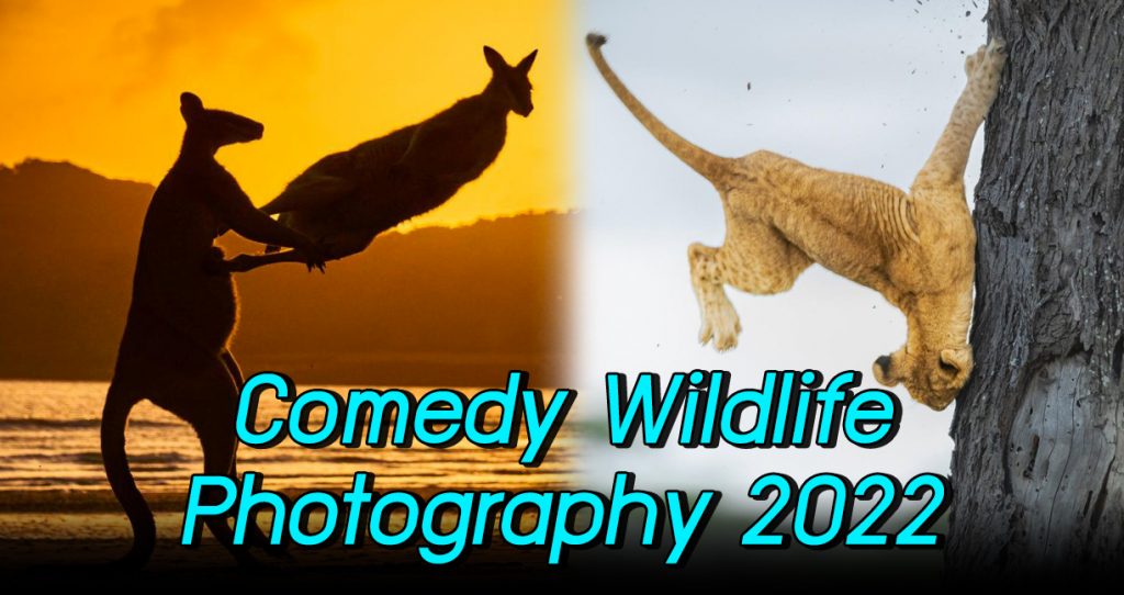 ชมชุดภาพถ่ายผู้เข้าชิงรางวัล “ภาพถ่ายสัตว์ฮาแห่งปี 2022” ชอบอันไหนไป ...