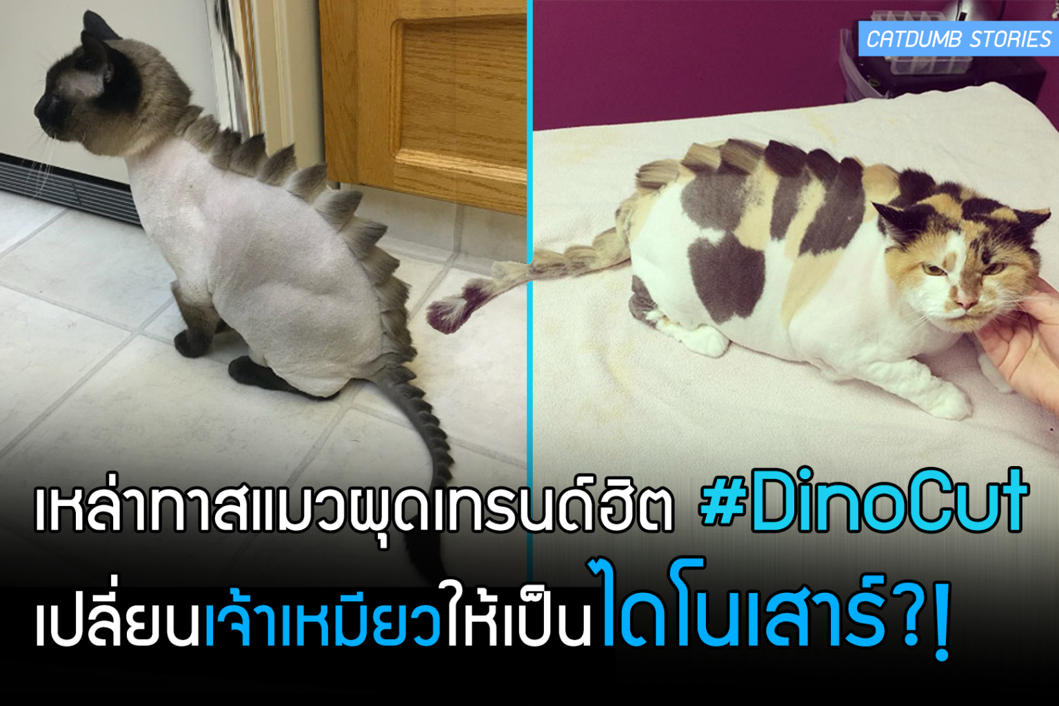 เหล่าทาสแมวผุดเทรนด์ฮิต #DinoCut เปลี่ยน “เจ้าเหมียว” ให้เป็น “ไดโนเสาร์” ?! – CatDumb – แคทด ...