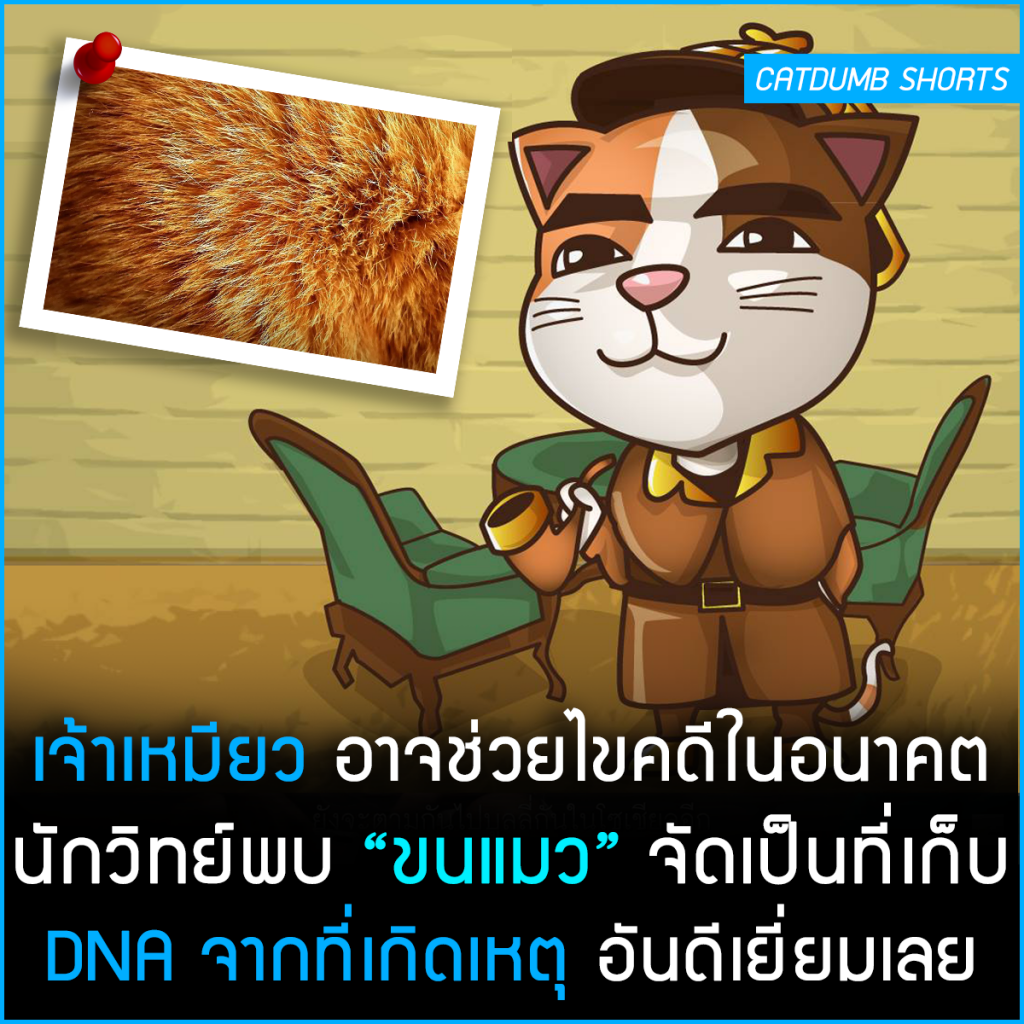 เจ้าเหมียว อาจช่วยไขคดีในอนาคต นักวิทย์พบ “ขนแมว” จัดเป็นที่เก็บ DNA จากที่เกิดเหตุ อันดีเยี่ยม ...