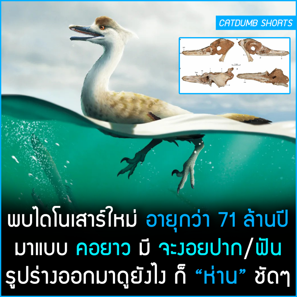 พบไดโนเสาร์ใหม่ อายุกว่า 71 ล้านปี มาแบบ คอยาว มี จะงอยปาก/ฟัน รูปร่างออกมาดูยังไง ก็ “ห่าน” ชัด ...