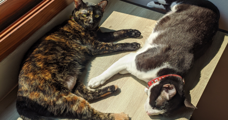 วันที่ 22 เดือน 2 วันแมวญี่ปุ่น (Neko No Hi) – CatDumb – แคทดั๊มบ์ | เล่าเรื่องน่าสนใจ ในแบบที่ ...