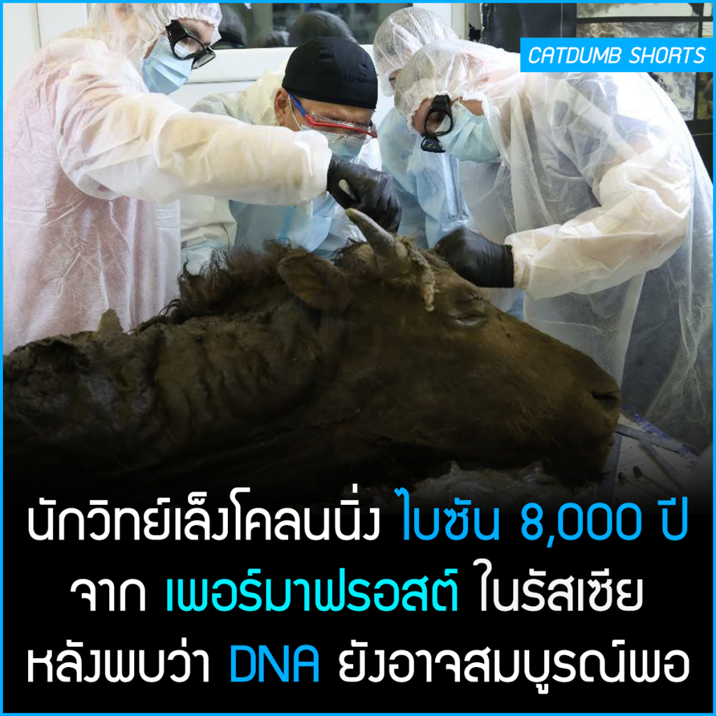 พบไบสันอายุ 8,000 ปีในเพอร์มาฟรอสต์ อาจมี DNA สมบูรณ์มากจนนักวิทย์อยากเอามาโคลน – CatDumb – แคทด ...