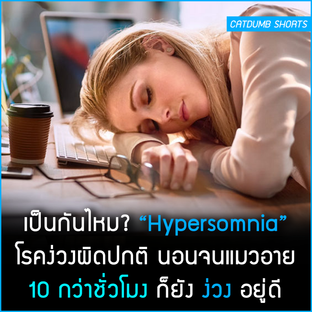 เป็นกันไหม? “Hypersomnia” โรคง่วงผิดปกติ นอนจนแมวอาย 10 กว่าชั่วโมง ก็ยัง ง่วง อยู่ดี – CatDumb ...