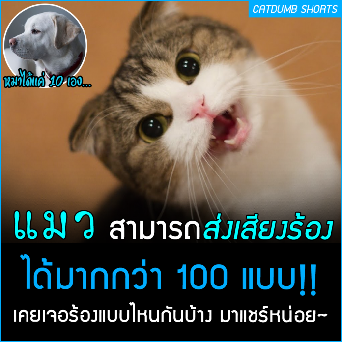 “แมว” สามารถส่งเสียงร้องได้มากกว่า 100 แบบ!! ขณะที่ “หมา” ได้แค่ 10 แบบ – CatDumb – แคทดั๊มบ์ ...