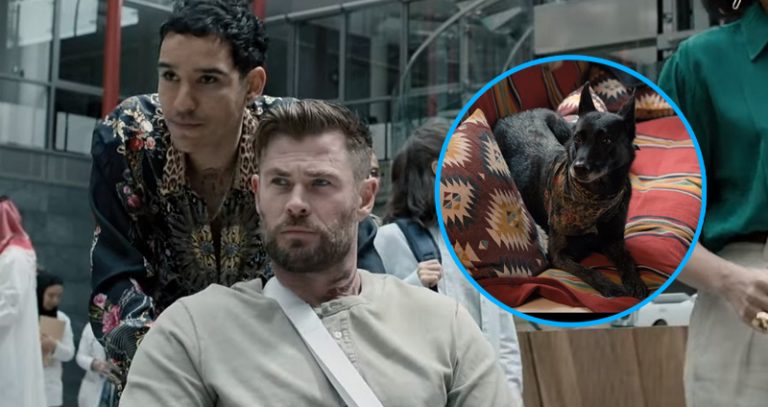 เสื้อเชิ้ตใน Extraction 2 อาจมีราคาสูงถึง 52,000 บาท แต่พระเอกเอาให้น้องหมาใส่ซะงั้น – CatDumb ...