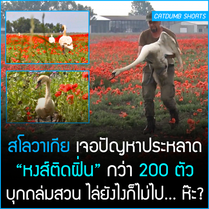 สโลวาเกีย เจอปัญหาประหลาด “หงส์ติดฝิ่น” กว่า 200 ตัว บุกถล่มสวน ไล่ยังไงก็ไม่ไป… ห๊ะ? – CatDumb ...