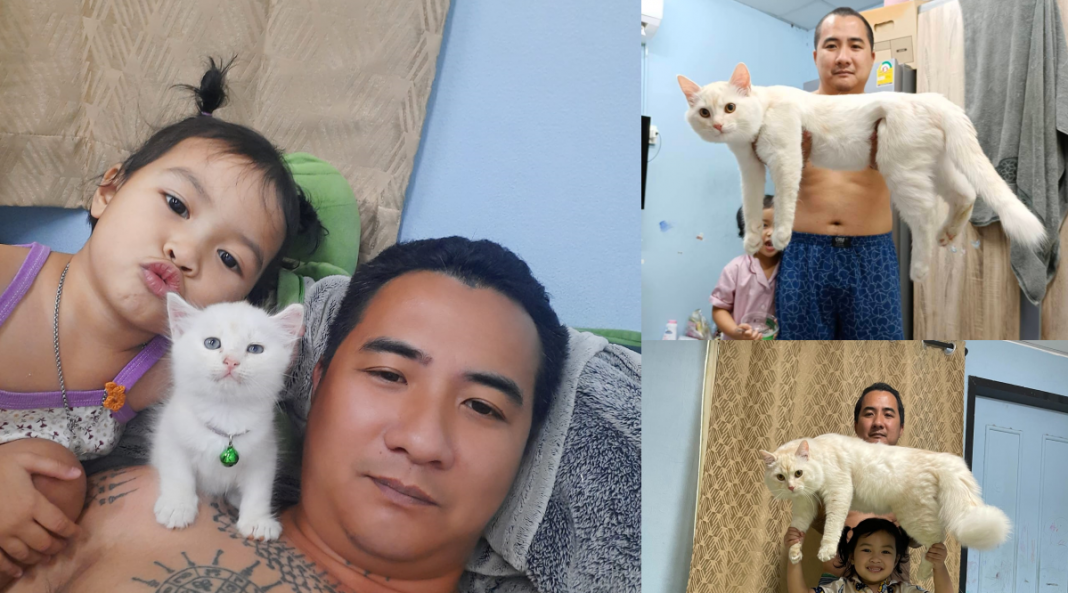 เปิดภาพเจ้าเหมียวเซเลป จากลูกแมวสีขาวตัวจิ๋ว ตอนนี้ใหญ่เบิ้มตัวเท่าลูกสาว! – CatDumb – แคทดั๊มบ์ ...