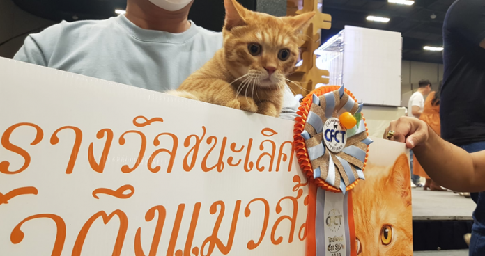 เจ้าแมวส้ม ‘เฉินหลง’ เป็นไวรัล หลังคว้าแชมป์ ตัวตึงแมวส้ม ปีนี้ หลายคน ...