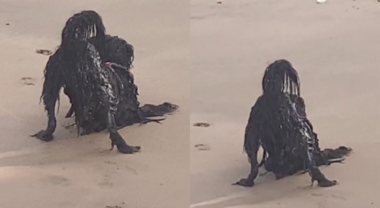 คลิปไวรัลพบก้อนประหลาดริมหาด คนพากันตกใจ นึกว่าเอเลี่ยน – CatDumb – แคทดั๊มบ์ | เล่าเรื่องน่า ...