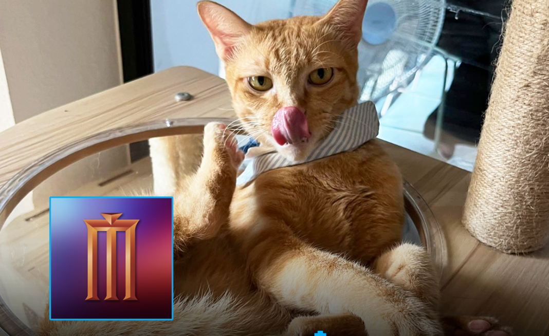 Major แจกตั๋วหนังฟรี สำหรับ ‘น้องแมว’ 1 ที่นั่ง ทาสจ่ายเองในราคาปกติ – CatDumb – แคทดั๊มบ์ ...