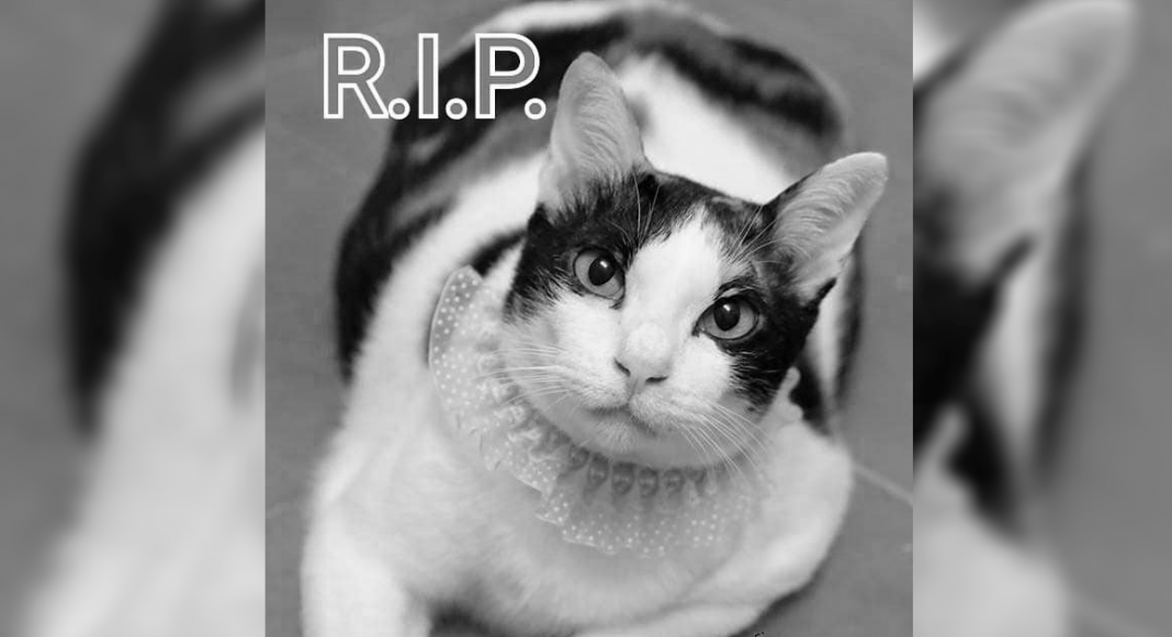 แม่มณี เพจแมวทาโร่ กลับดาวแมวแล้ว หลังเผชิญกับอาการป่วย – CatDumb – แคทดั๊มบ์ | เล่าเรื่องน่า ...