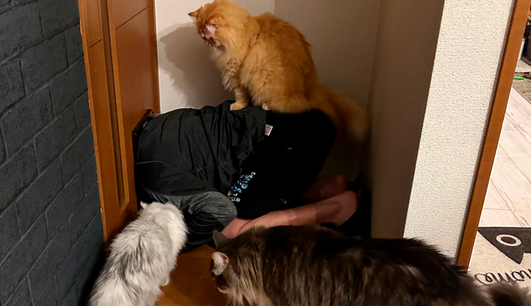 ทาสสอนวิธีใช้ประตูลอด แต่ดั๊นน หัวเข้าไปติด ทำเอาแมวมุงด้วยความเวทนา – CatDumb – แคทดั๊มบ์ ...