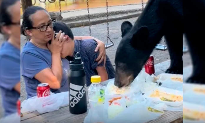 หมีดำจู่โจมบุกโต๊ะปิกนิก กินอาหารจนเรียบ แม่ลูกนั่งนิ่งจนปลอดภัย – CatDumb – แคทดั๊มบ์ | เล่า ...