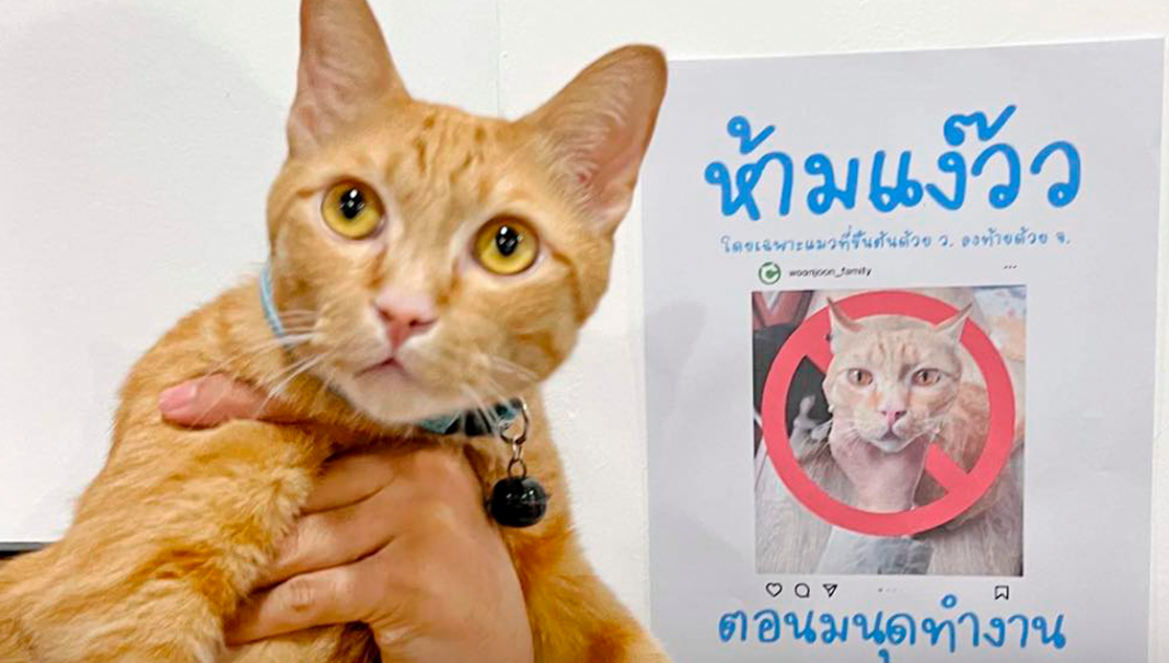 วันยกย่องแมวส้ม เป็นวัยรุ่นส้ม มันเท่จริงวุ้ย – CatDumb – แคทดั๊มบ์ ...