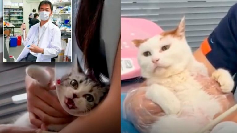 นักวิทย์ญี่ปุ่น คิดค้นยารักษา โรคไต ในแมว อาจยืดอายุขัยเป็น 30 ปี!! คาดสำเร็จในปี 2025 – CatDumb ...