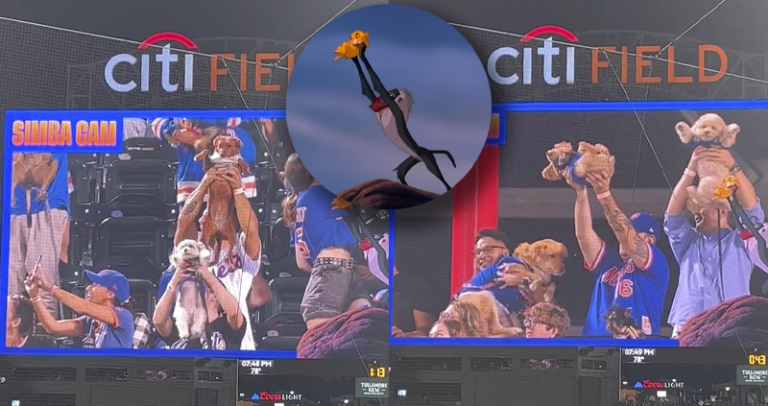 ทีมเบสบอลทำ Simba Cam ให้คนดูยกน้องหมาแบบซิมบ้า แต่ละตัวทำหน้างง เอ็นดูววว – CatDumb – แคทดั๊มบ์ ...