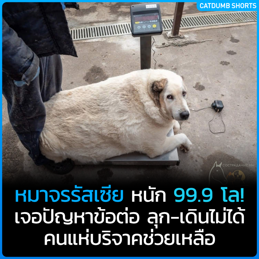 หมาจรรัสเซีย หนัก 99.9 โล! เจอปัญหาเดินไม่ได้ คนแห่บริจาคช่วยเหลือ – CatDumb – แคทดั๊มบ์ | เล่า ...