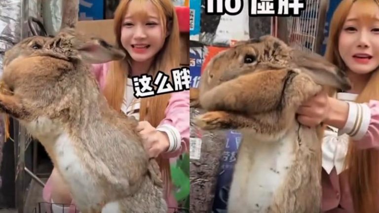 น้องอุ้ม Comeback!! อุ้มน้องกาตุ่ยตัวหย่ายย น่ารักซะจริงจริ๊งงง – CatDumb – แคทดั๊มบ์ | เล่า ...