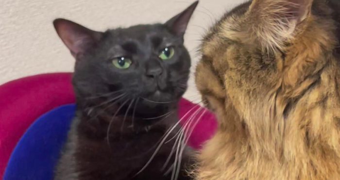 ปล่อยใจปล่อยจอยไปกับ วันไร้สมองสากล 27 กุมภาพันธ์ – CatDumb – แคทดั๊มบ์ | เล่าเรื่องน่าสนใจ ใน ...