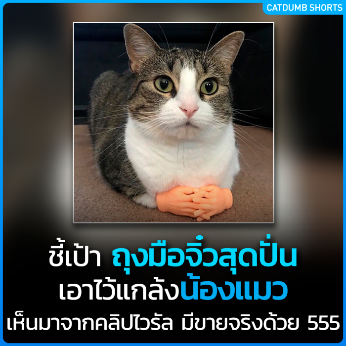 ชี้เป้า ถุงมือจิ๋วสุดปั่น เอาไว้แกล้งน้องแมว เห็นมาจากคลิปไวรัล มีขายจริงด้วย 555 – CatDumb – แค ...
