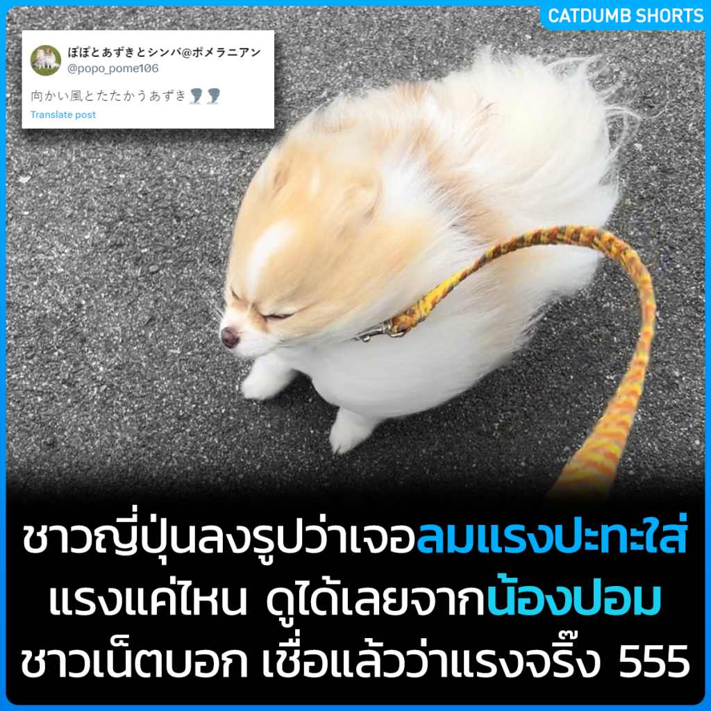 ชาวญี่ปุ่นลงรูปว่าเจอลมแรงปะทะใส่ แรงแค่ไหน ดูได้เลยจากน้องปอม ชาวเน็ตบอก เชื่อแล้วว่าแรงจริ๊ง ...