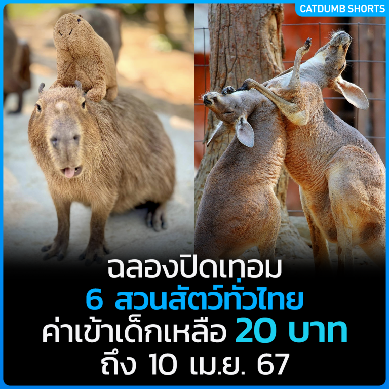 ฉลองปิดเทอม! 6 สวนสัตว์ทั่วไทย ลดค่าเข้าเด็กเหลือ 20 บาท วันนี้ – 10 เมษายน 67 – CatDumb – แคทด ...